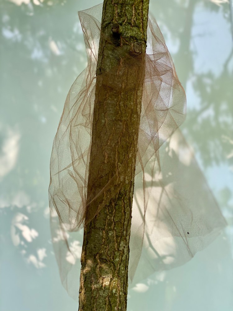 Spotted Lanternfly Trap Installation Instructions – Spotted Lanternfly Guy